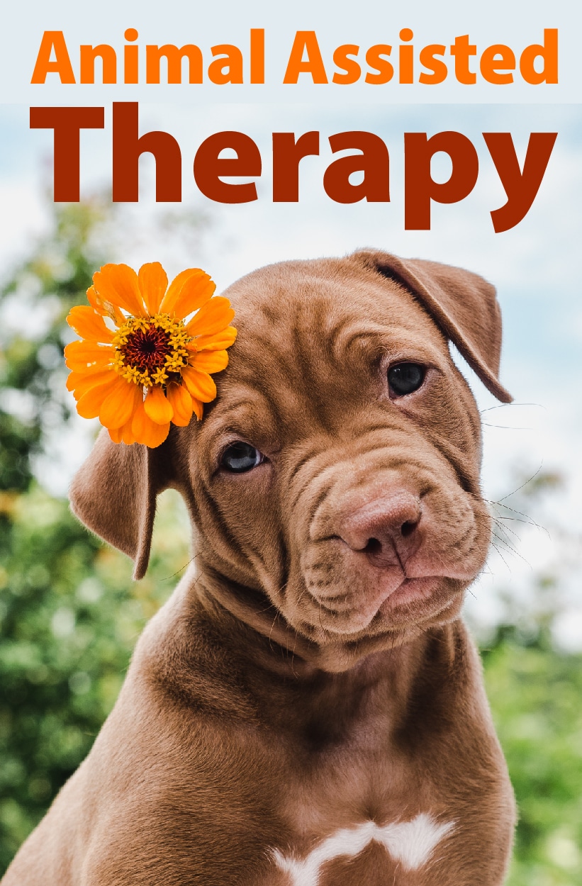 Animal Assisted Therapy - Professional Development Resources